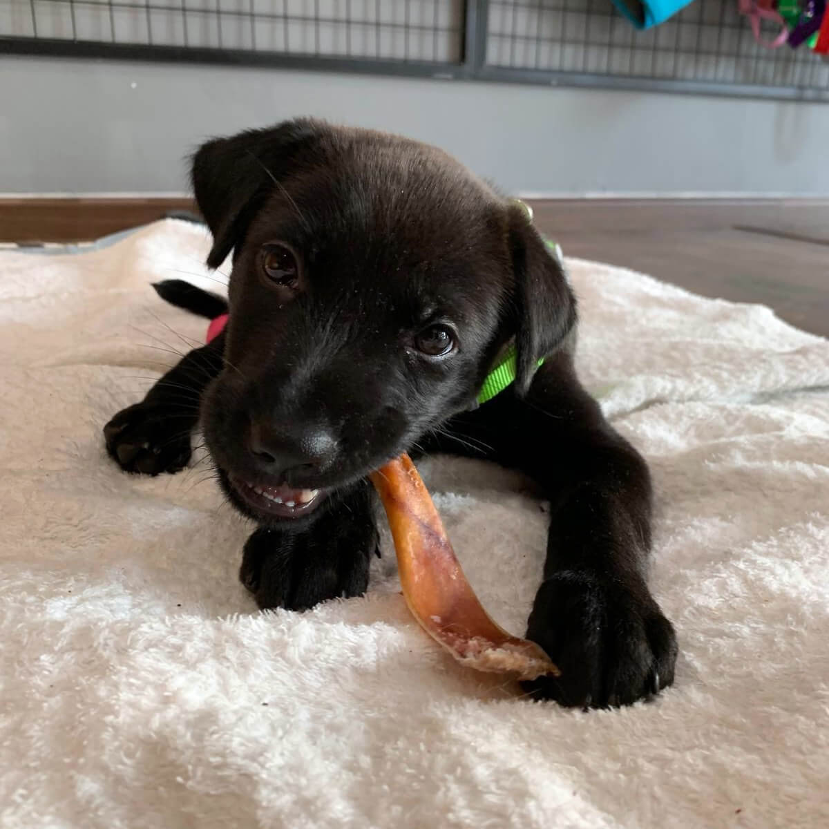Pawfect for Puppies – The Barkery Singapore